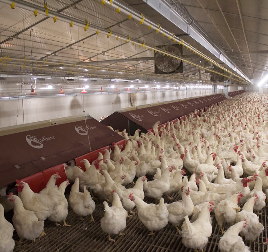 Van Gent Nest - Vencomatic Group